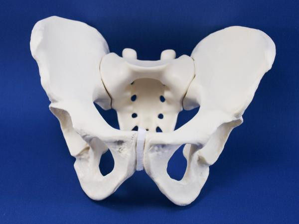 Modèle anatomique de bassin - Créaplast - de sacrum / d'enseignement