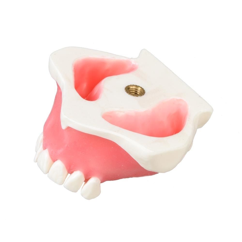 Modèle anatomique de séreuse - E23 - GF DENTAL - de dents / de mâchoire ...