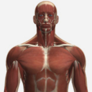 Module de simulation pour radiographie - SIMTICS - d'anatomie / haut du ...