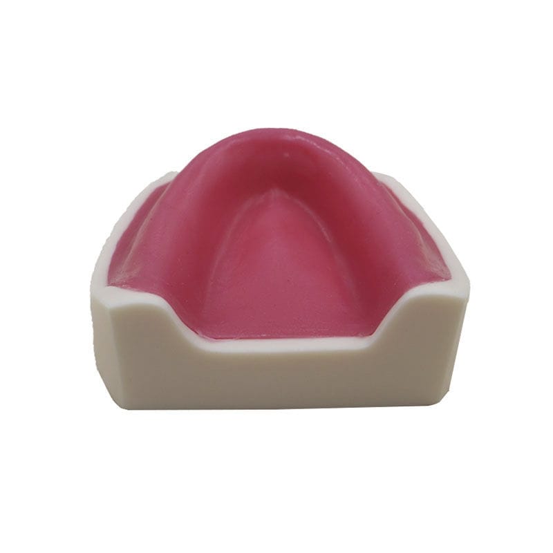 Modèle anatomique dentaire - JG-Y8 - FOSHAN JINGLE MEDICAL EQUIPMENT CO ...