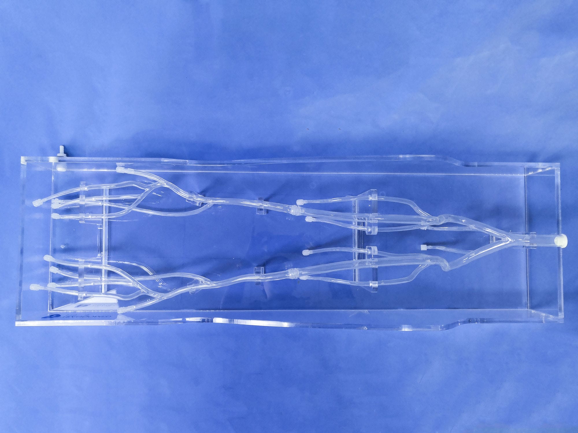 Modèle anatomique de veine - XZJ001 - Trando 3D Medical Technology - de ...