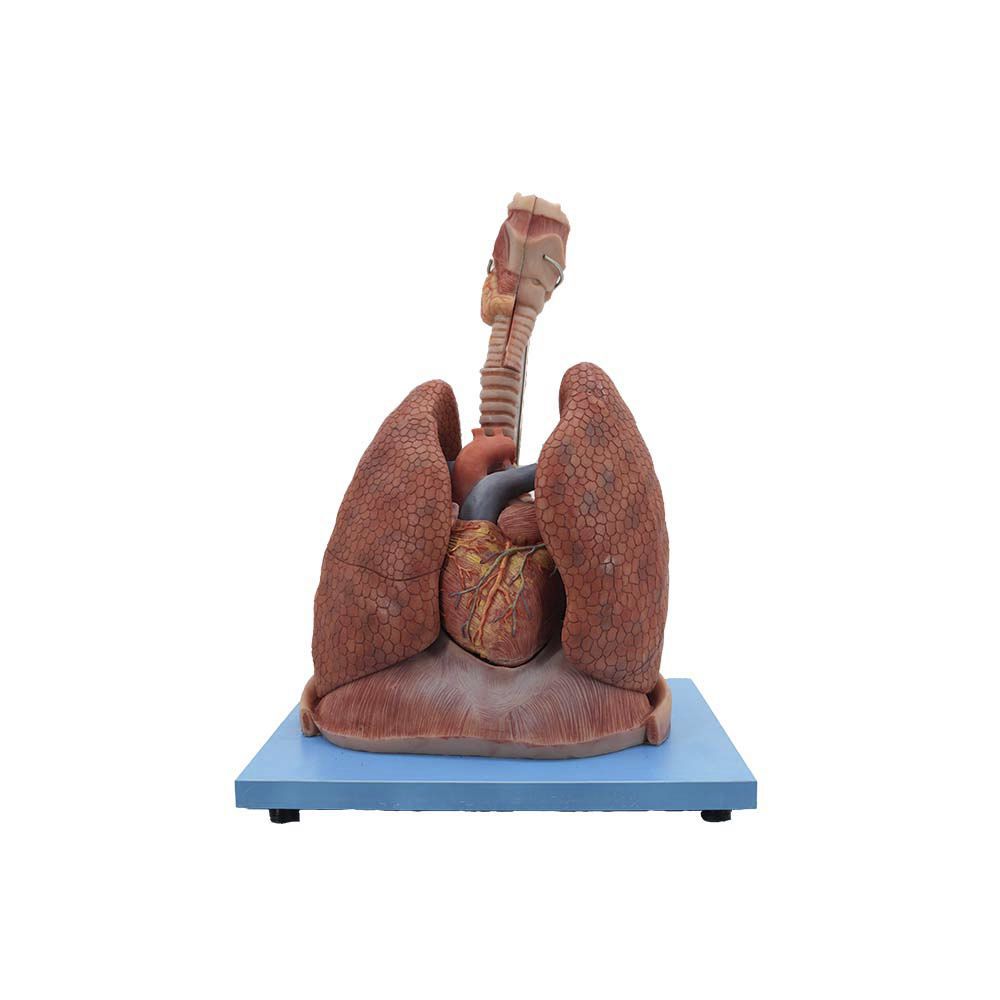 Modèle anatomique de poumon - HH-004 - MeiWo Science - de larynx / de ...
