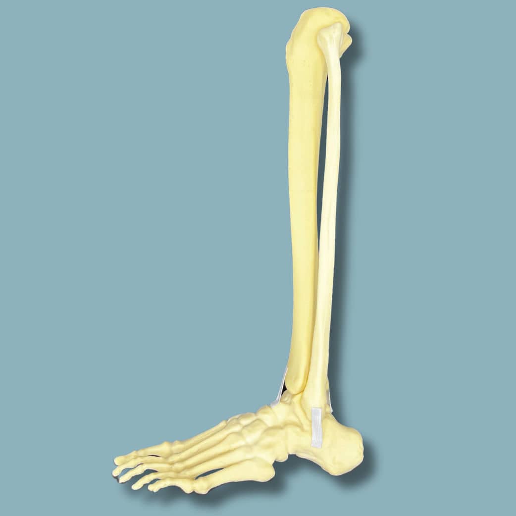 Modèle anatomique d'os - 02-28-02 - ADDIDREAM - de pied / de cheville ...