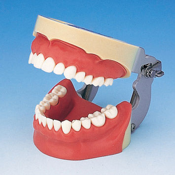Modèle anatomique de dentition - SUG1004-UL-SP-FEM-28 - Nissin Dental ...