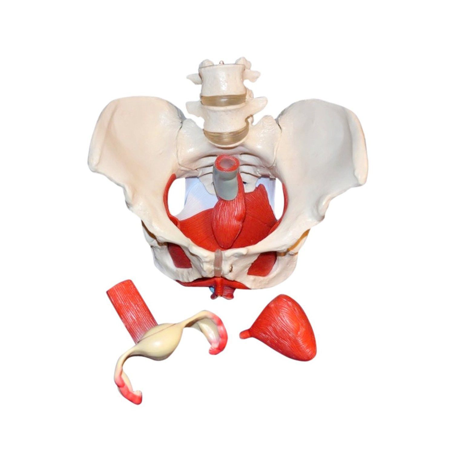 Modèle anatomique bassin - Wellden International Inc. - d'enseignement ...