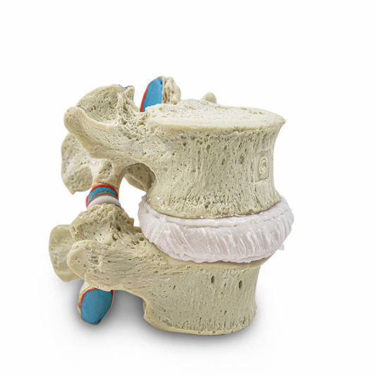 Modèle anatomique de disque intervertébral - Audible Release - Dynamic ...