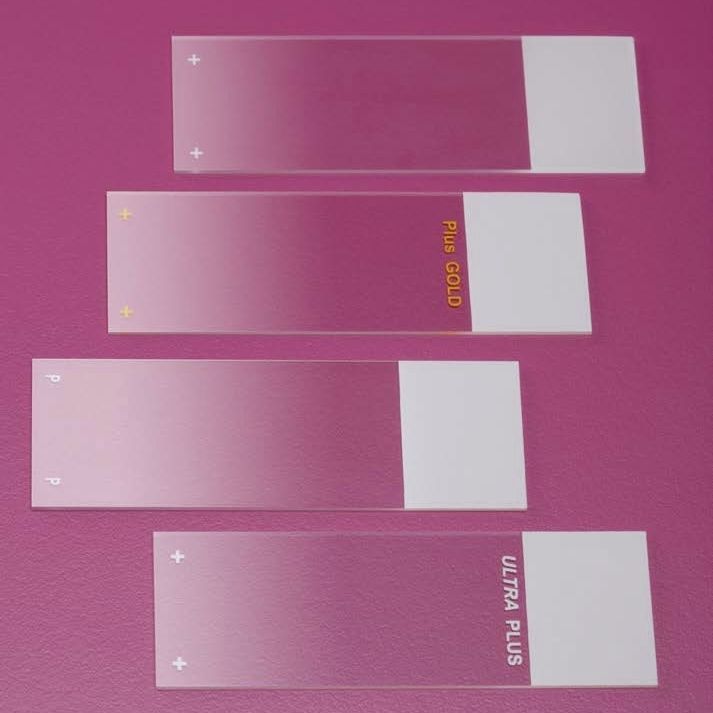 Lame de microscope - 09-3000 - BIO-OPTICA Milano