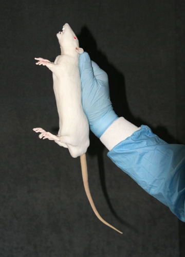 Modèle anatomique de rongeur - BIO-RAT - Bioseb - corps entier / pour ...