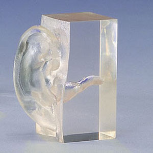 Modèle anatomique du conduit auditif - LM-002L - KOKEN - d'enseignement ...