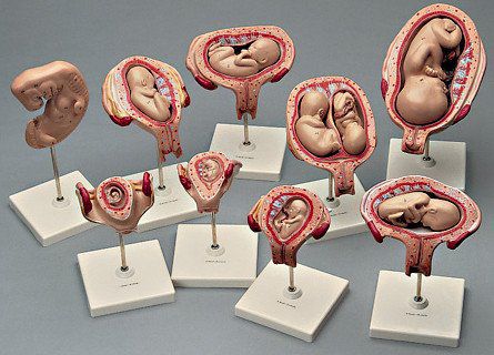 Modèle anatomique d'utérus - 0304-11 - Denoyer-Geppert - d'enseignement ...